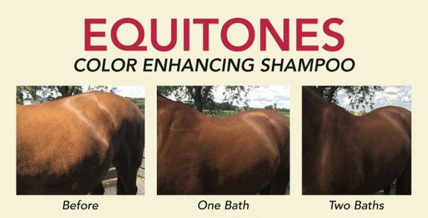 Shapley's EquiTone Shampoo 32 oz | The Tack Shoppe of Collingwood